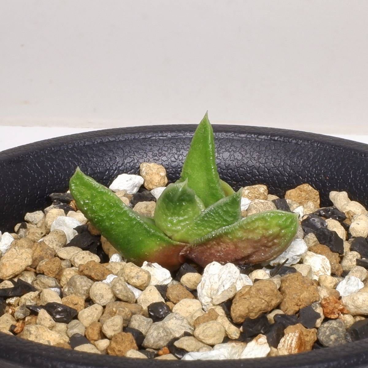 22−984 ハオルチア ハオルチオプシス スミシー H. scabra v. smithii GM426 S of Koos ...