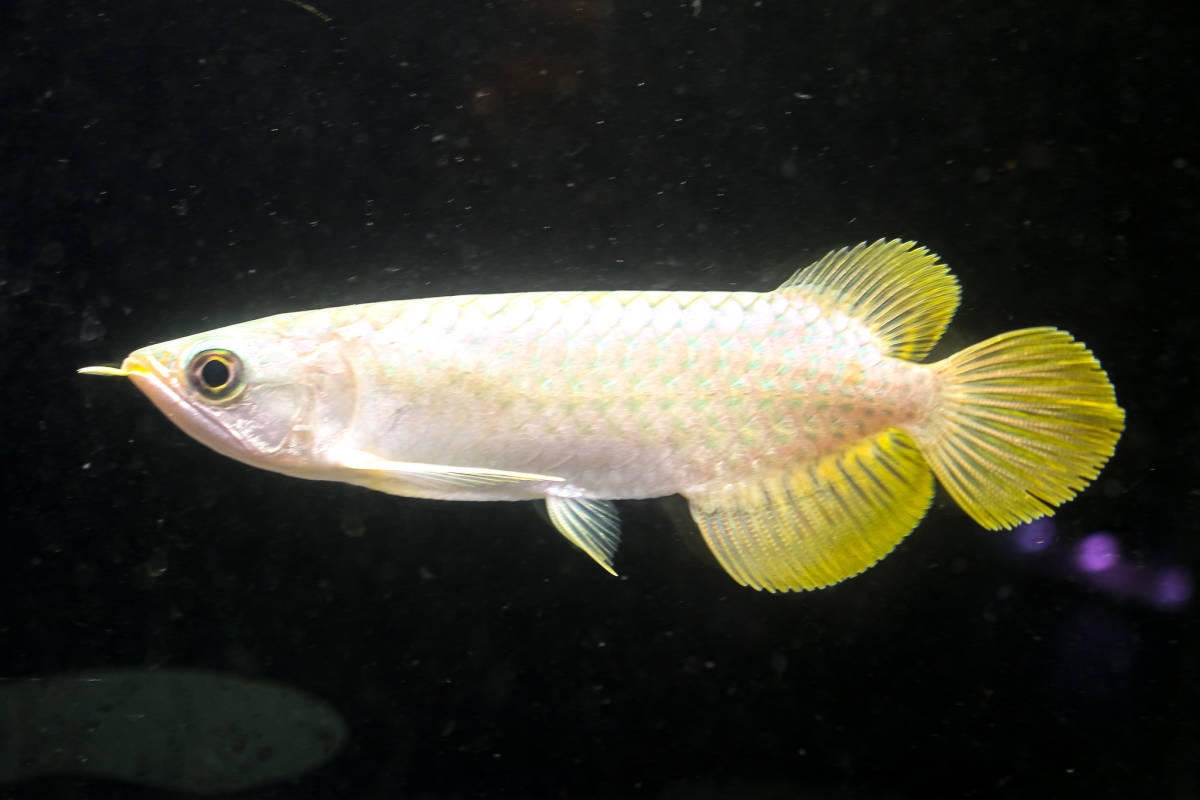 淡いパールホワイト光沢を放つ バンジャールレッド アロワナ スーパーイエローテールスペシャル NO179 17cm±(アロワナ)｜売買されたオークション情報、yahooの商品情報をアーカイブ ...