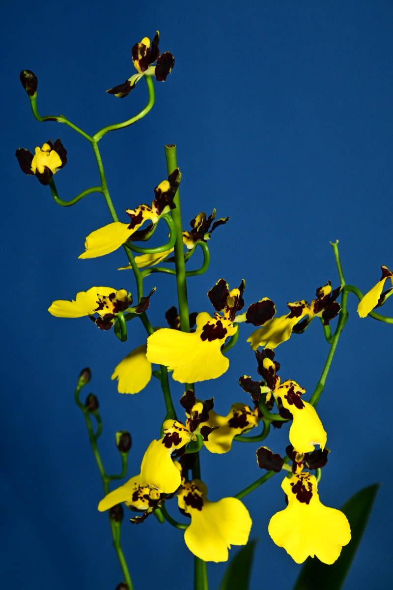 Z-13 Gomesa 旧Onc. Moon Shadow 'Tiger Tail' BM/JOGA Onc. Hornet x Onc ...