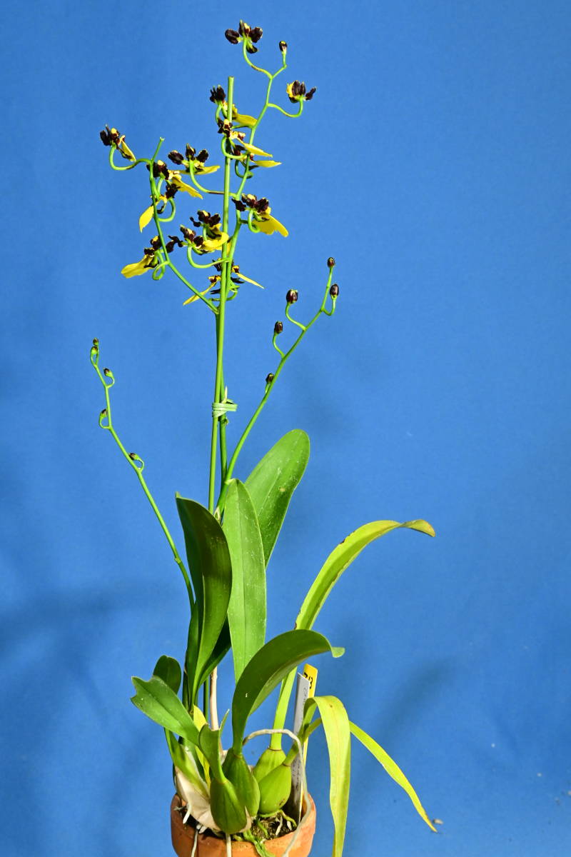 Z-13 Gomesa 旧Onc. Moon Shadow 'Tiger Tail' BM/JOGA Onc. Hornet x Onc ...