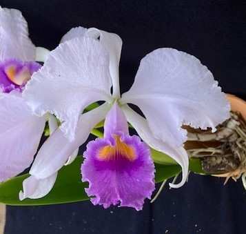 洋蘭 原種 着生蘭 野生蘭 カトレヤセレクト個体 C.trianae coerulea 'Edilma' OG JP 極稀少個体(ラン)｜売買 ...