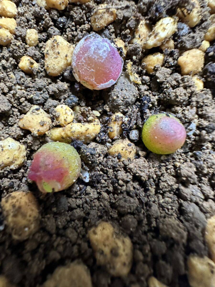 No.375 コノフィツムハメリー Conophytum hammeri 高級品種(観葉植物)｜売買されたオークション情報、yahooの商品 ...