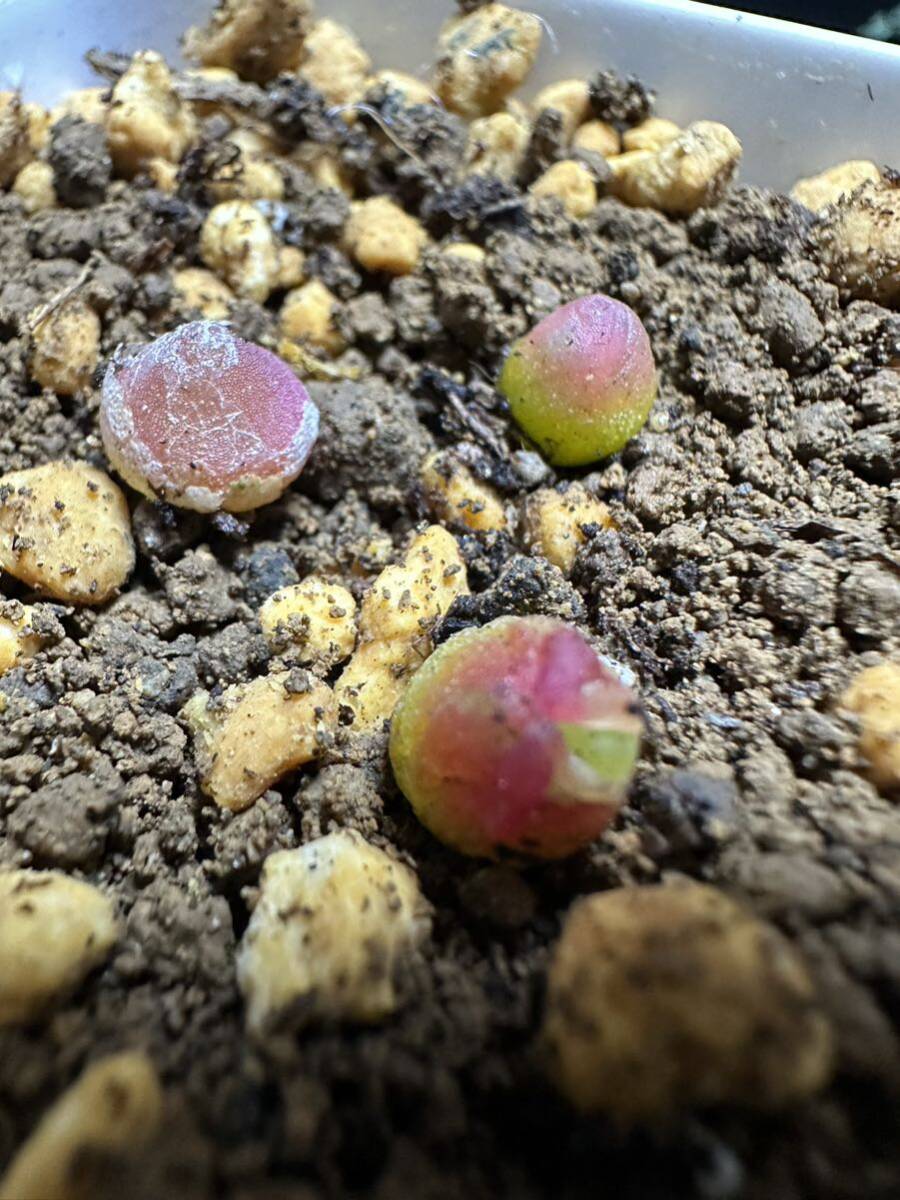 No.375 コノフィツムハメリー Conophytum hammeri 高級品種(観葉植物)｜売買されたオークション情報、yahooの商品 ...