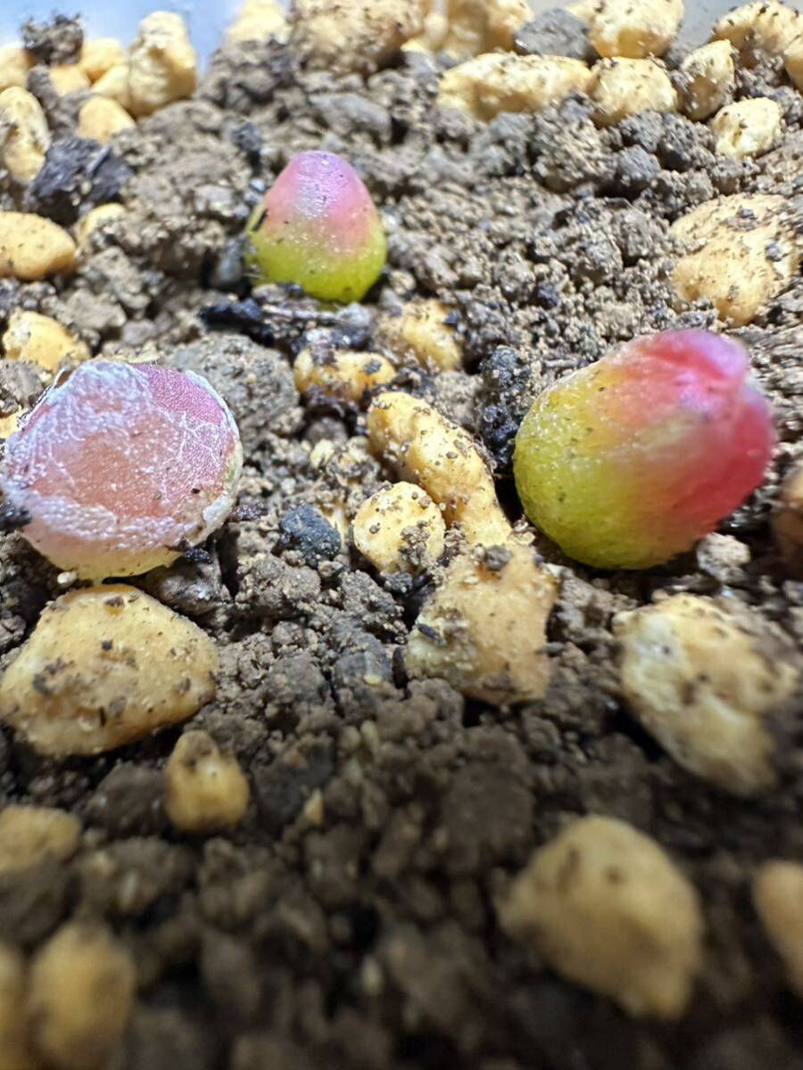 No.375 コノフィツムハメリー Conophytum hammeri 高級品種(観葉植物)｜売買されたオークション情報、yahooの商品 ...