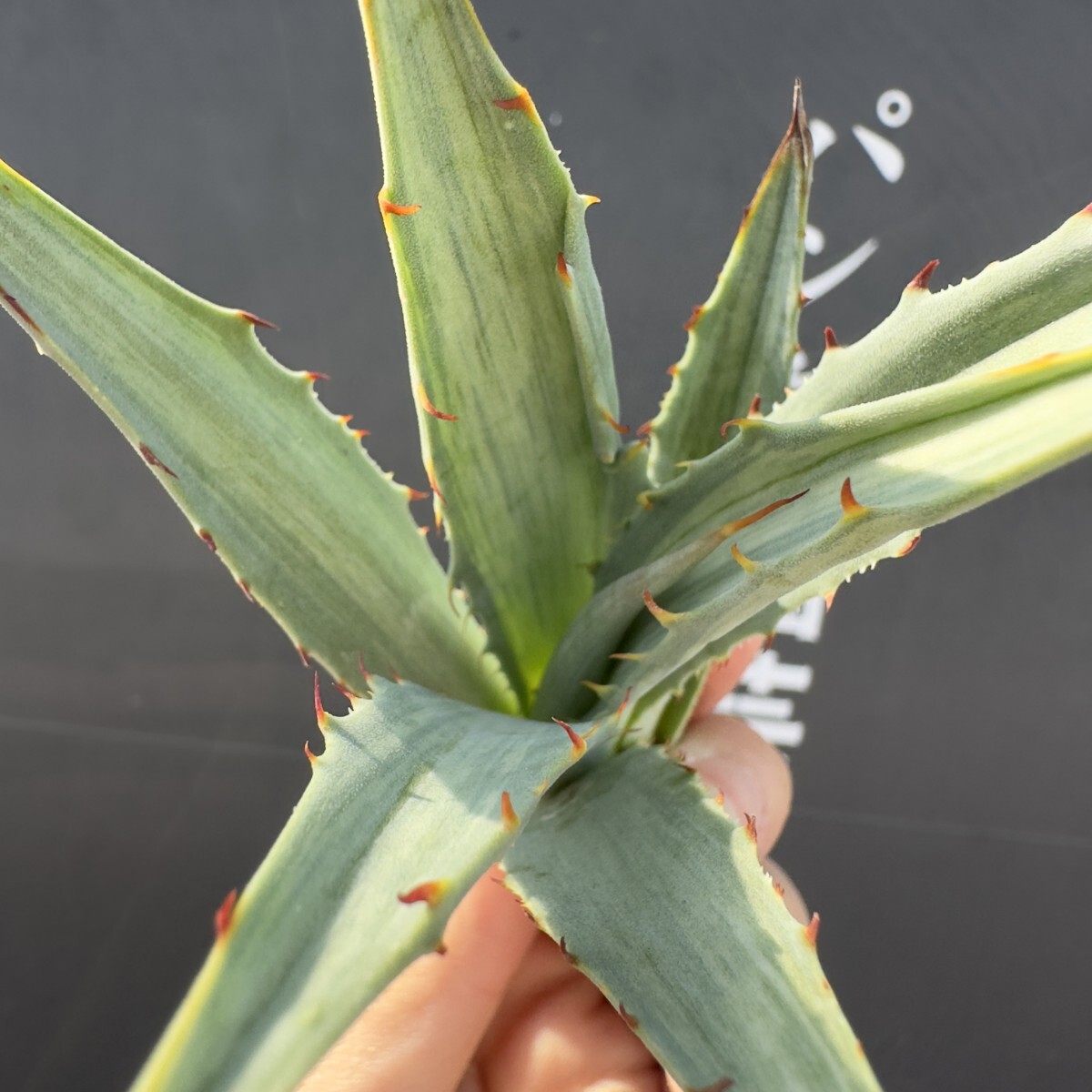 E64 パンダ園芸 アガベ 多肉植物 シンプレックス スノーデビル Agave deserti v. simplex 'Variegata' Snow Devil(アガベ)｜売買された ...