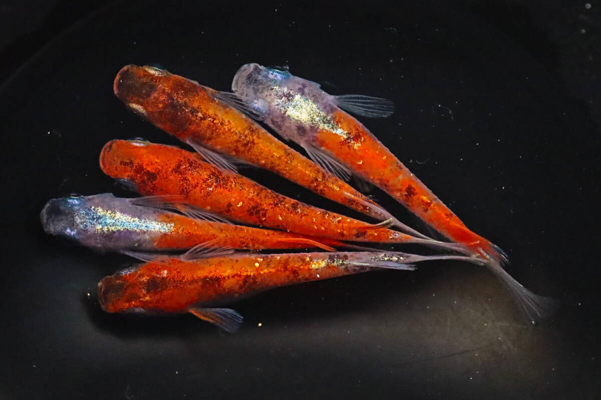 丸長メダカ G4 墨 蜜 くろみつ 墨紅玉×LU-04 上物 5匹 メス 3匹 オス 2匹 めだか 現物出品(めだか)｜売買されたオークション ...