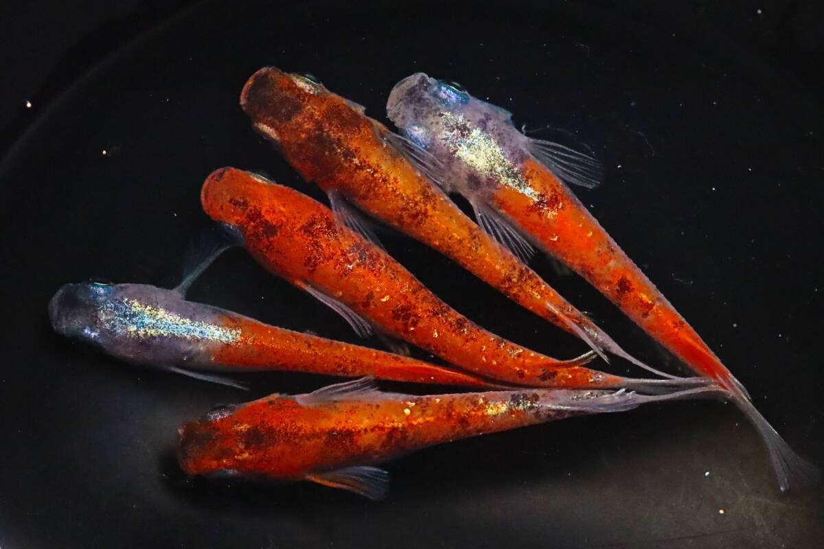 丸長メダカ G4 墨 蜜 くろみつ 墨紅玉×LU-04 上物 5匹 メス 3匹 オス 2匹 めだか 現物出品(めだか)｜売買されたオークション ...