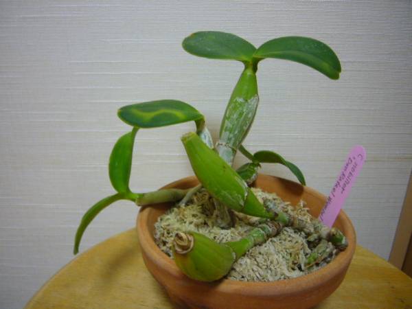 洋蘭原種 C.nobilior 'Don Rafael Wenzel ' OG 自然固体(ラン)｜売買されたオークション情報、yahooの商品 ...