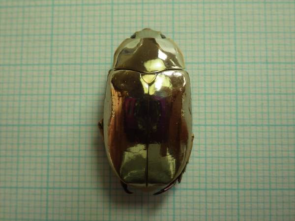 /Vl リンバータプラチナコガネ♀ Plusiotis limbata(虫類)｜売買されたオークション情報、yahooの商品情報をアーカイブ ...