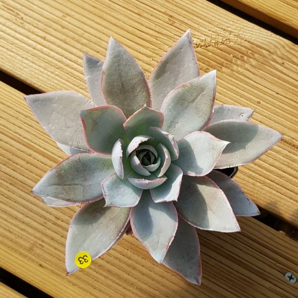 韓国苗 多肉植物 PureTaNiKu 1102 Y-033 Echeveria カンテ(サボテン)｜売買されたオークション情報、yahooの商品情報をアーカイブ公開 - オークファン ...