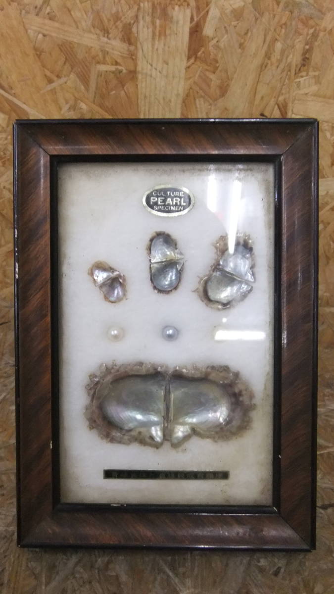 貝の標本 ミキモト真珠島 真珠貝 養殖真珠と真珠貝成育順序 CUL TURE PEARL SPECIMEN(その他)｜売買されたオークション ...