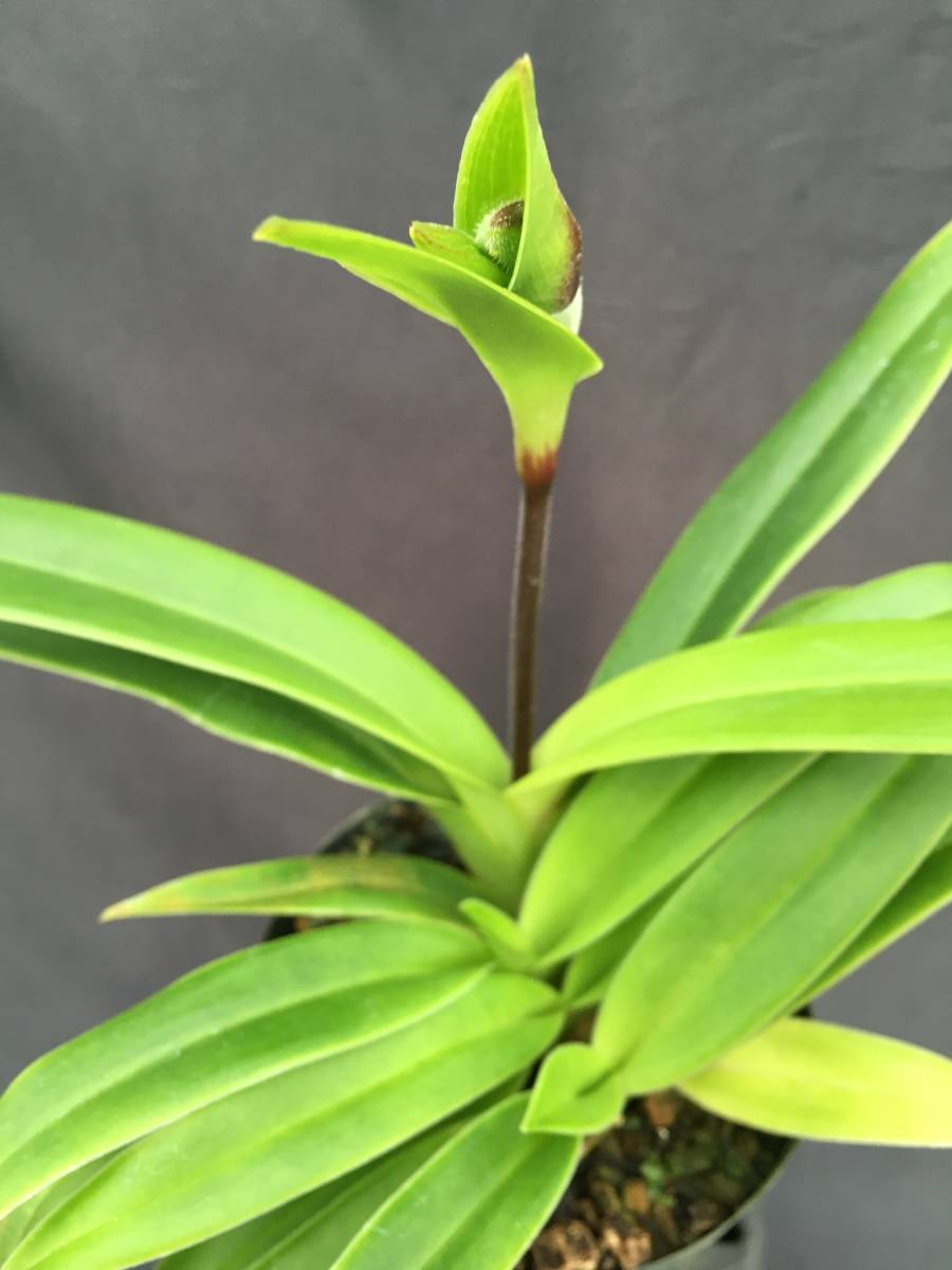 洋蘭 交配種 フラグミペディウム属 Phrag.Andean Fire 濃輝赤色美花 当園実生株 ツボミ付 第四種郵便 送料 394円(ラン ...