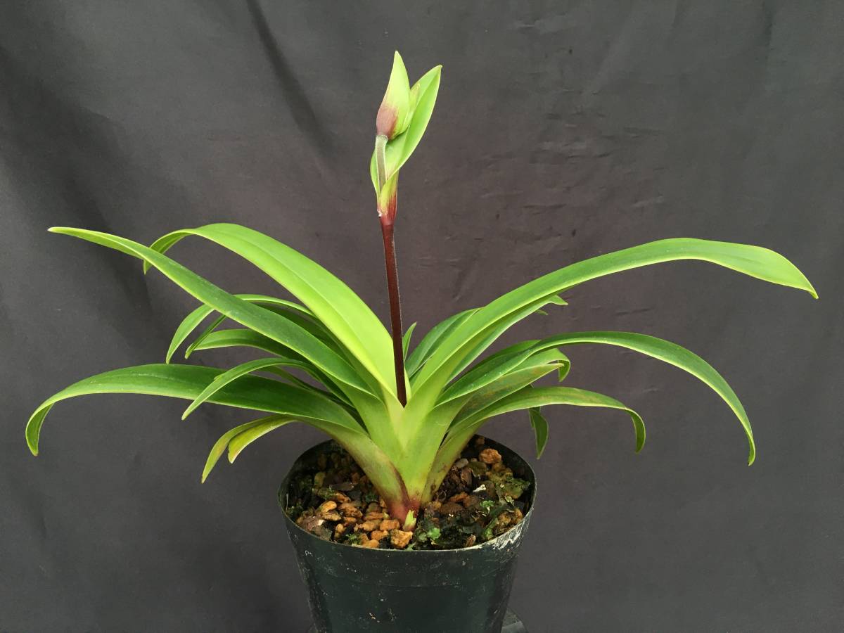 洋蘭 交配種 フラグミペディウム属 Phrag.Andean Fire 濃輝赤色美花 当園実生株 ツボミ付 第四種郵便 送料 394円(ラン ...