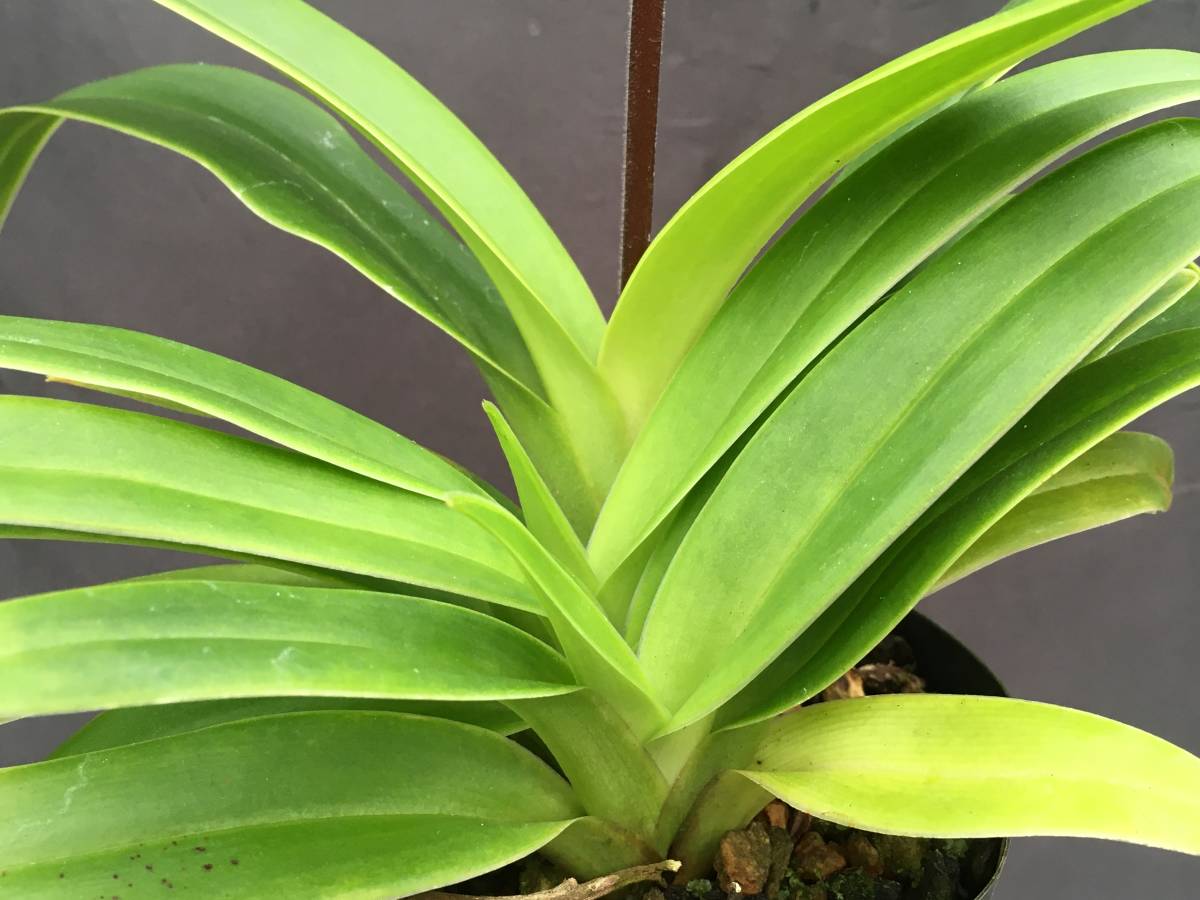 洋蘭 交配種 フラグミペディウム属 Phrag.Andean Fire 濃輝赤色美花 当園実生株 ツボミ付 第四種郵便 送料 394円(ラン ...