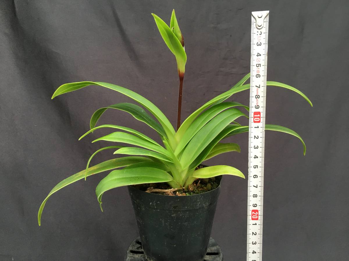 洋蘭 交配種 フラグミペディウム属 Phrag.Andean Fire 濃輝赤色美花 当園実生株 ツボミ付 第四種郵便 送料 394円(ラン ...