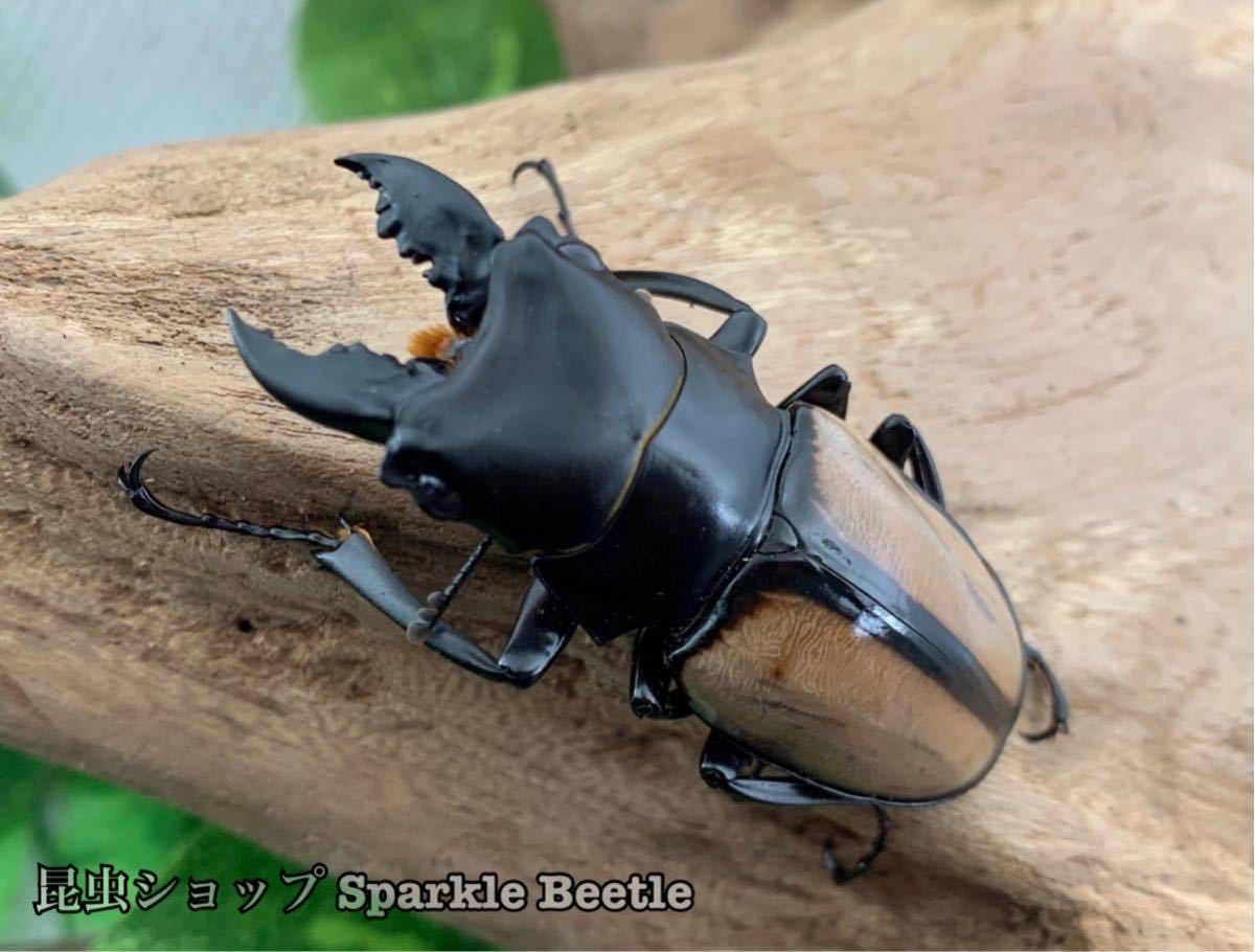 Sparkle Beetle ベルシコロールツヤクワガタ♂49mm♀37mm ペア(外国産)｜売買されたオークション情報、yahooの商品情報をアーカイブ公開 - オークファン（aucfan.com）