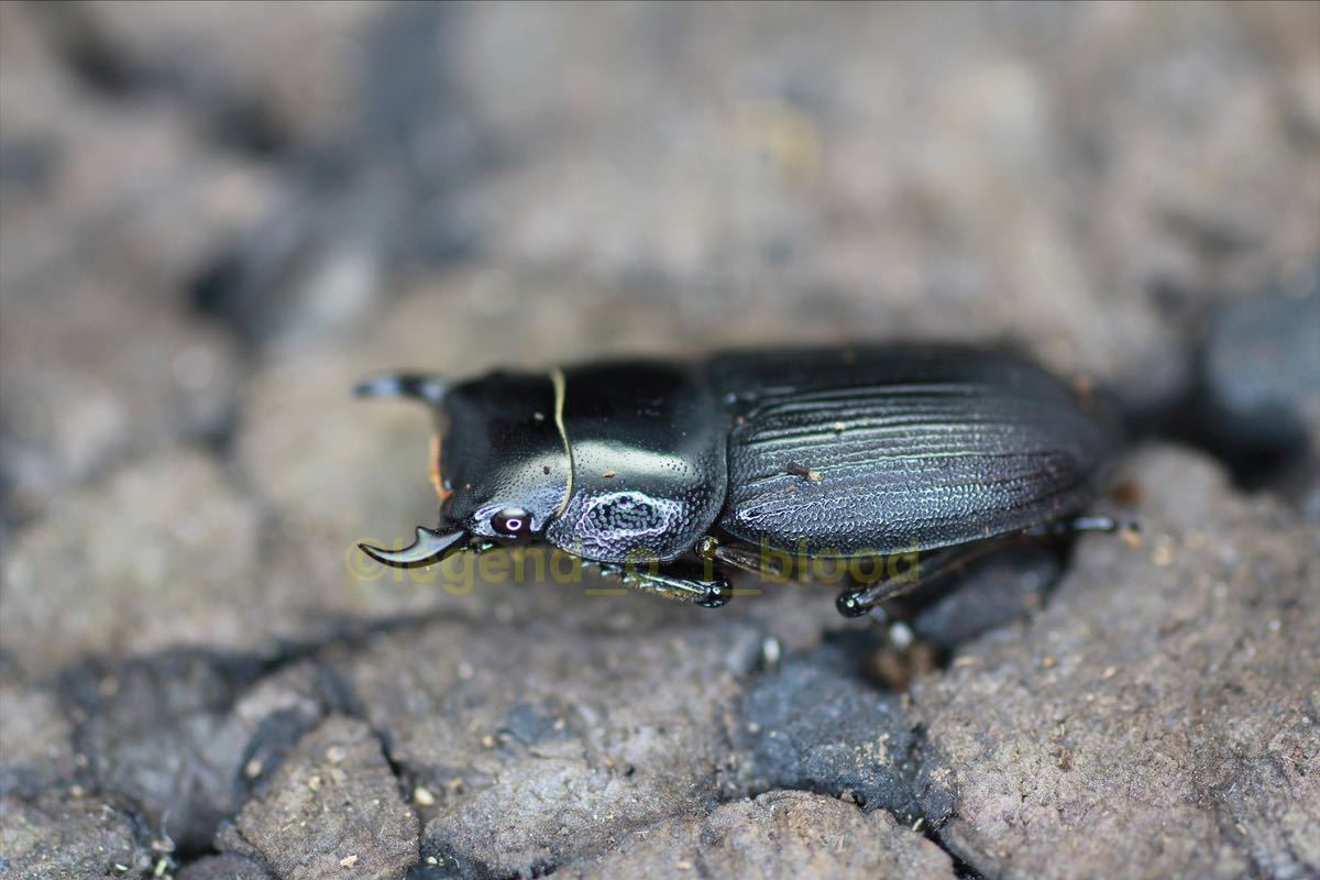 LOB レア種 ローバオオクワガタ ペア NO3 ♂24.1(外国産)｜売買されたオークション情報、yahooの商品情報をアーカイブ公開 - オークファン（aucfan.com）