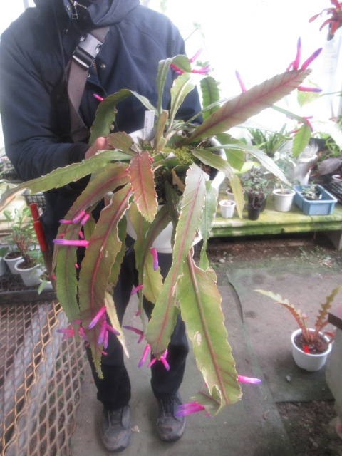 KN ディソカクタス アマゾニカス DISOCACTUS AMAZONICUS 1.2M以下(サボテン)｜売買されたオークション情報 ...