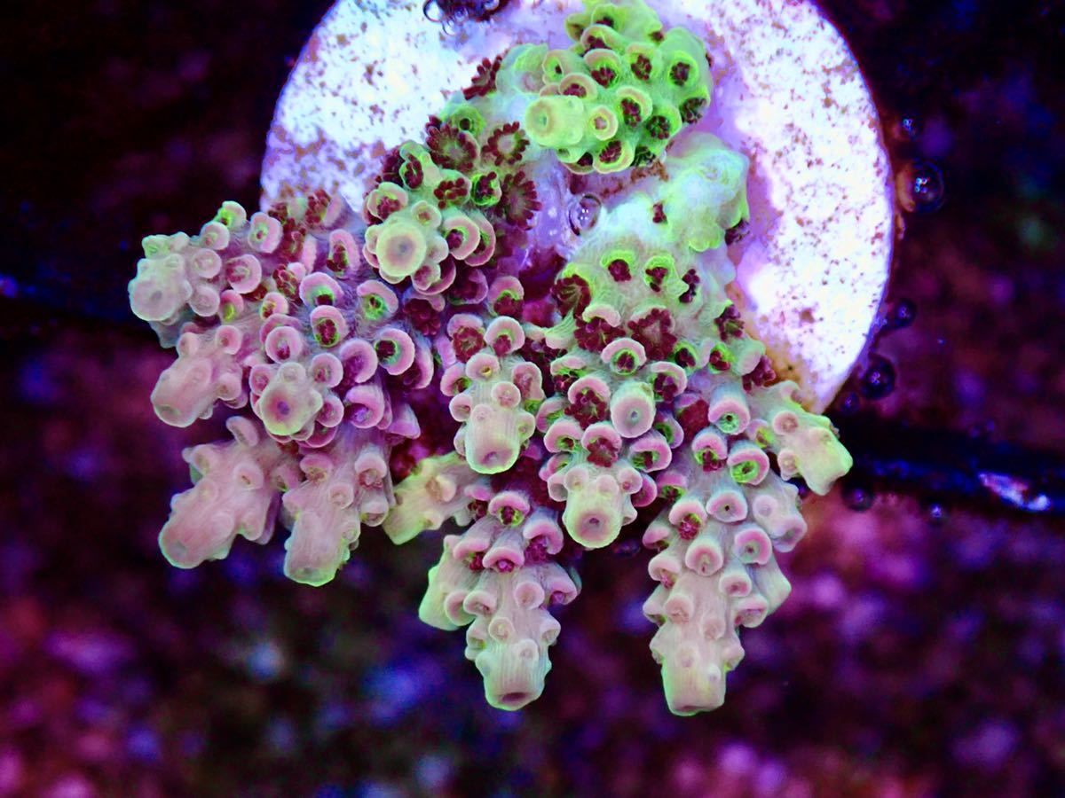 CDU Acropora Anthocercis pink &green 色揚げ個体 ミドリイシ アンソサシスピンクグリーン CDUサンゴ ...