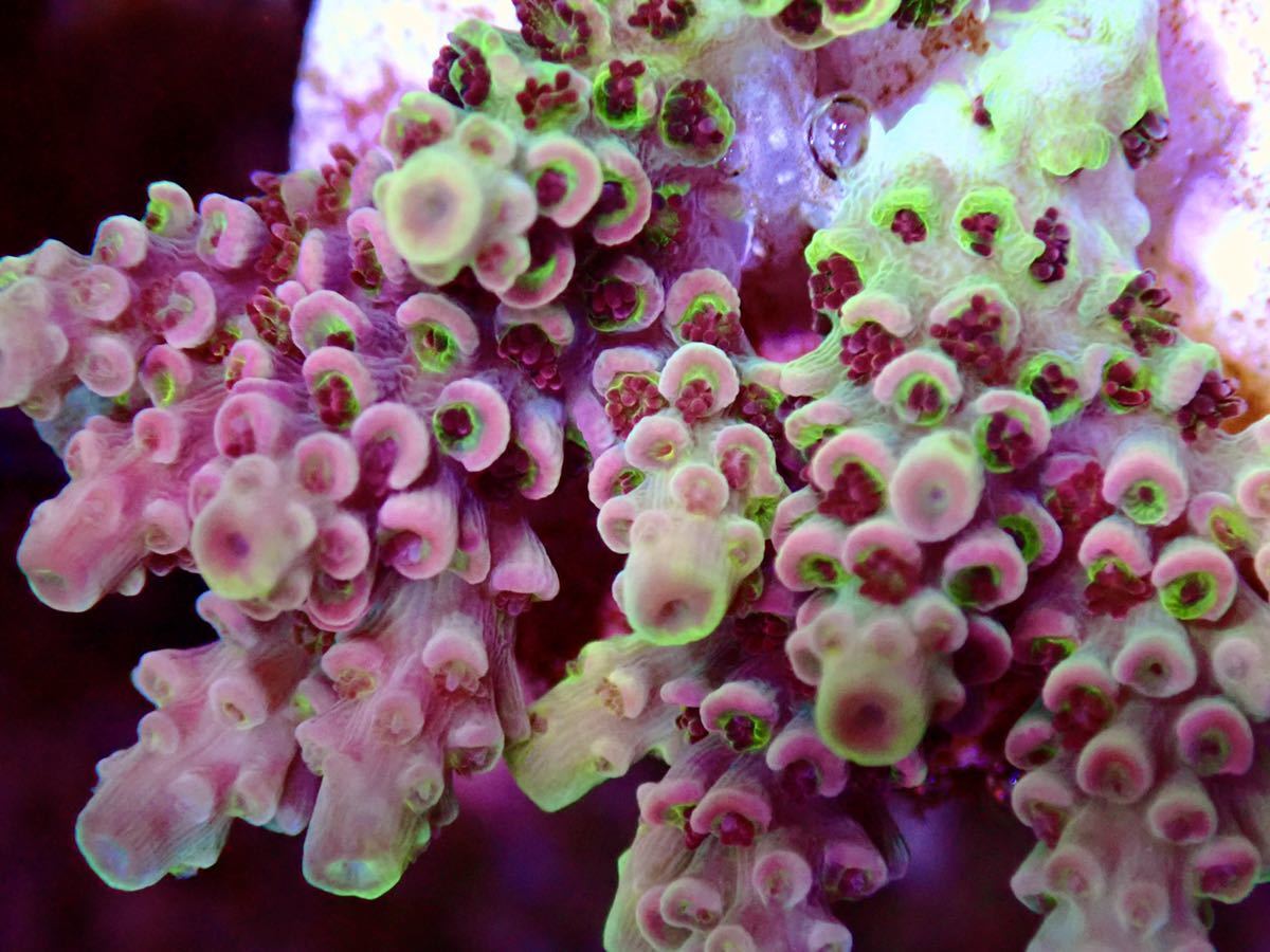 CDU Acropora Anthocercis pink &green 色揚げ個体 ミドリイシ アンソサシスピンクグリーン CDUサンゴ ...