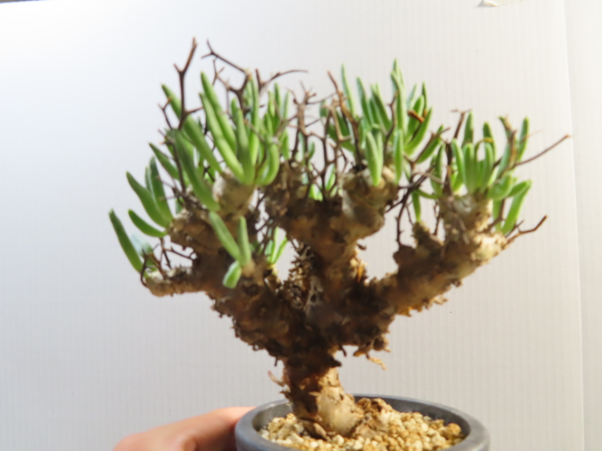 カ7135 現地株 チレコドン マレイ 植え 未発根 Tylecodon mallei 塊根植物(その他)｜売買されたオークション情報 ...