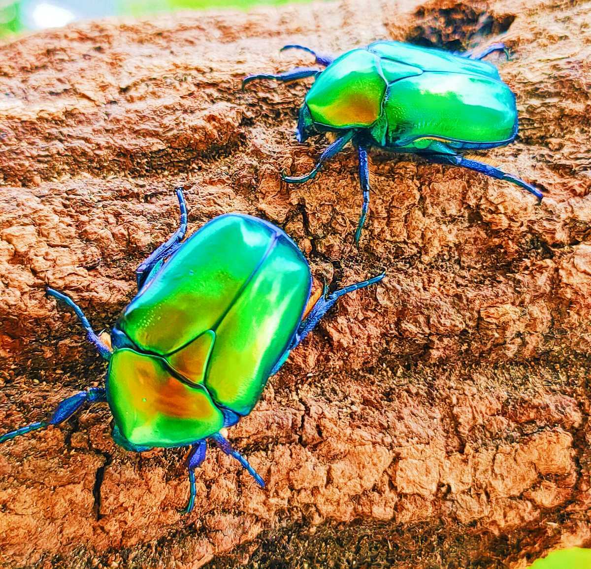 DANCHU PLANET スペキオーサ スペキオーサ 原名亜種 ペア WF2(その他)｜売買されたオークション情報、yahooの商品情報を ...