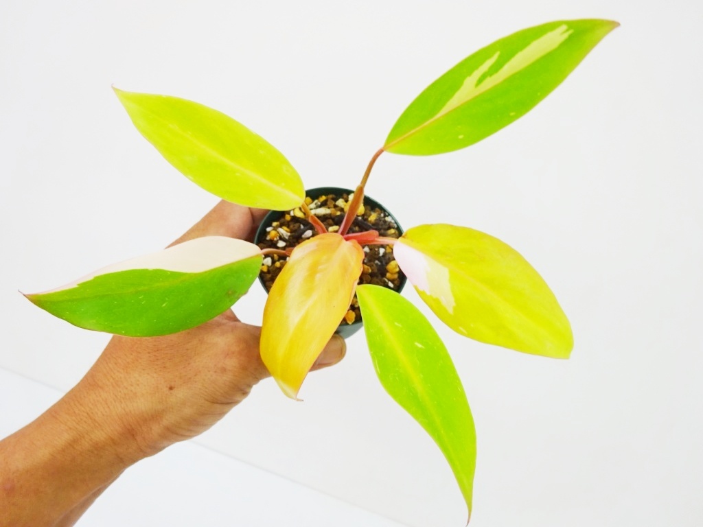 東京598フィロデンドロン パーシモンプリンセス 特選極美子株付き株 Philodendron Persimmon Princess(その他 ...