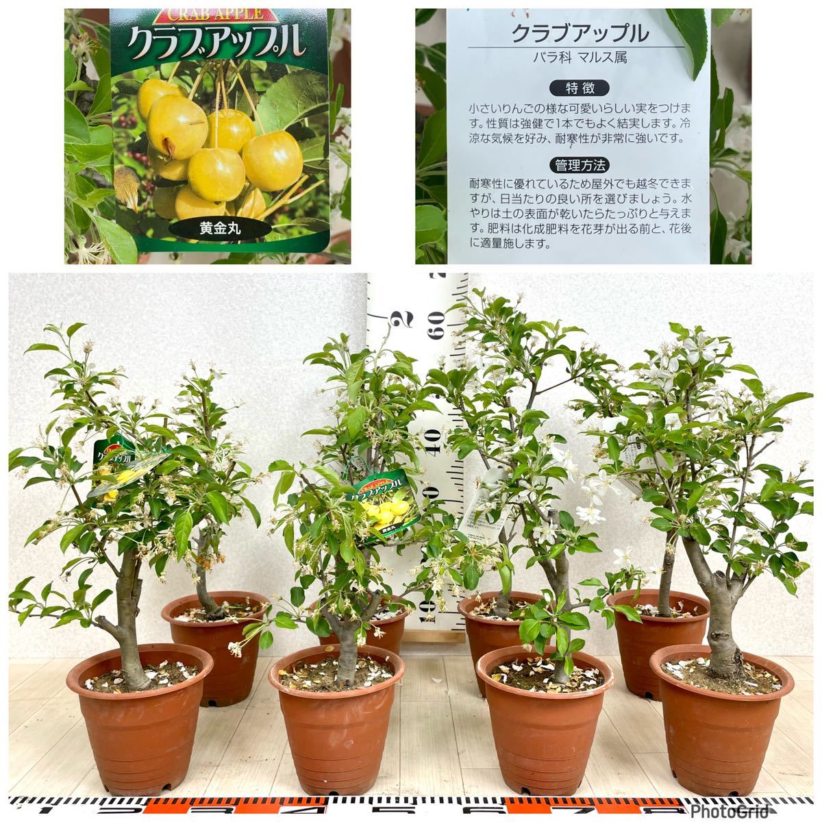 黄金丸の値段と価格推移は？｜18件の売買情報を集計した黄金丸の価格や価値の推移データを公開