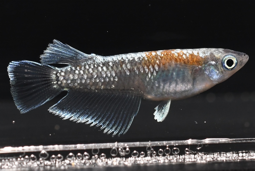 猫飯ωレッドクリフダークメダカ 1ペア D15 メダカ めだか 現物(めだか)｜売買されたオークション情報、yahooの商品情報をアーカイブ公開 - オークファン（aucfan.com）