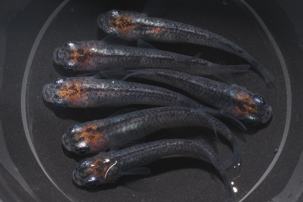 猫飯真夏の1円スタートイベント 漁火 3ペア D13 メダカ めだか 現物(めだか)｜売買されたオークション情報、yahooの商品情報をアーカイブ公開 - オークファン（aucfan.com）