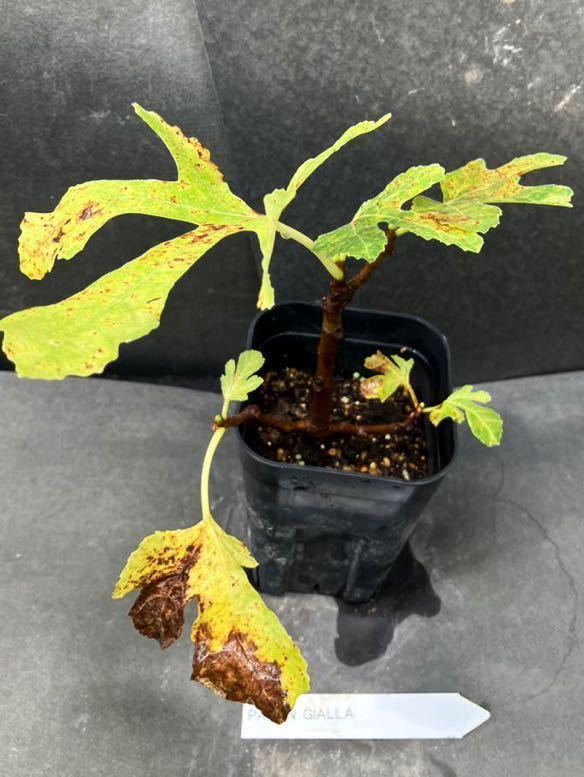 レア イチジク 苗 PALLIN GIALLA バナナやパイナップルを思わせるトロピカルフレーバーの珍種イチジク パリンジャラ fig(果物)｜売買されたオークション情報、yahooの商品情報 ...