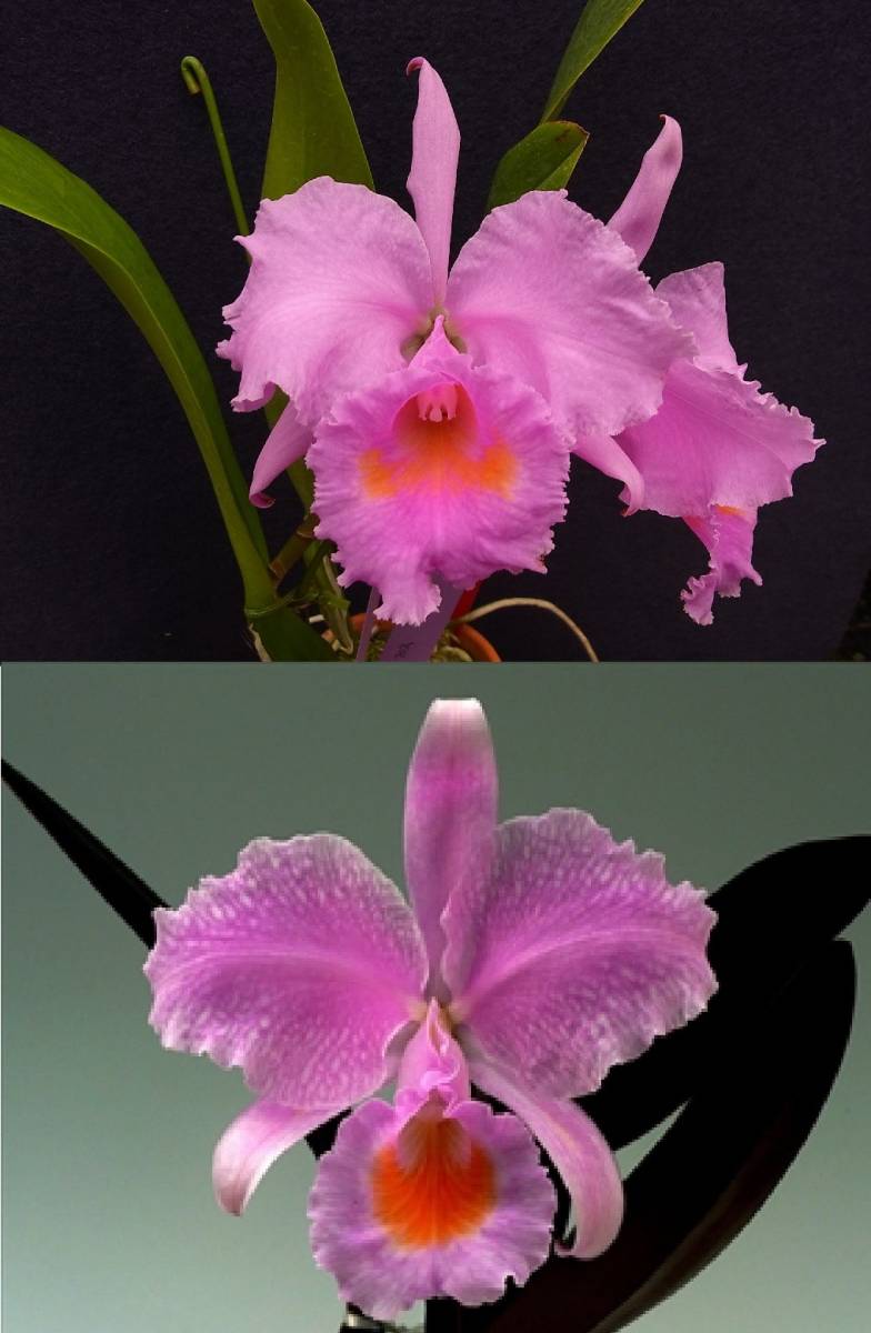 洋蘭 原種 カトレア C. schroederae oscura 'Sakura Jewel' x rubra 'Ashura' シュロデレー ...