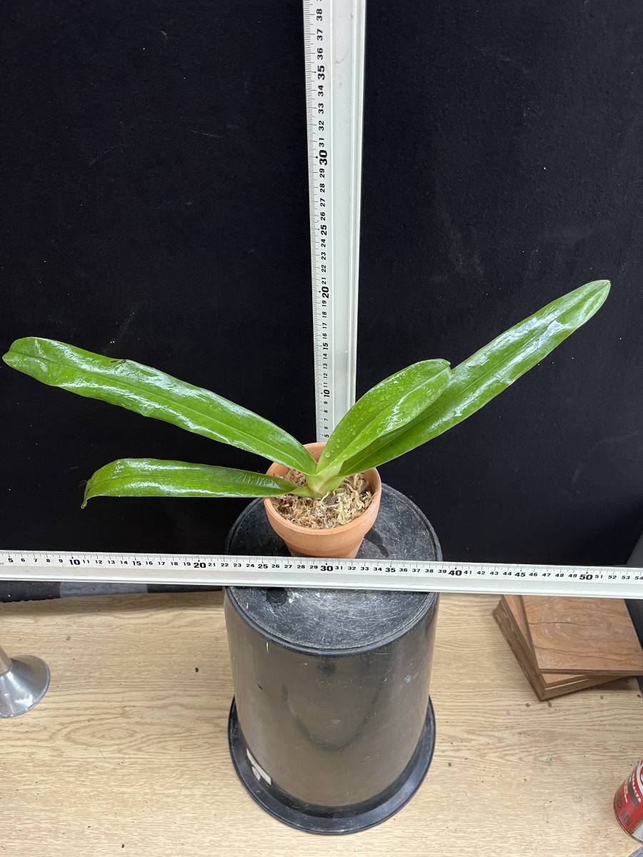 洋蘭 Paph.原種 THOーTHO-2028 Paph.sanderianum 'Minxing'SM/TOGA X Chaiy'SM ...