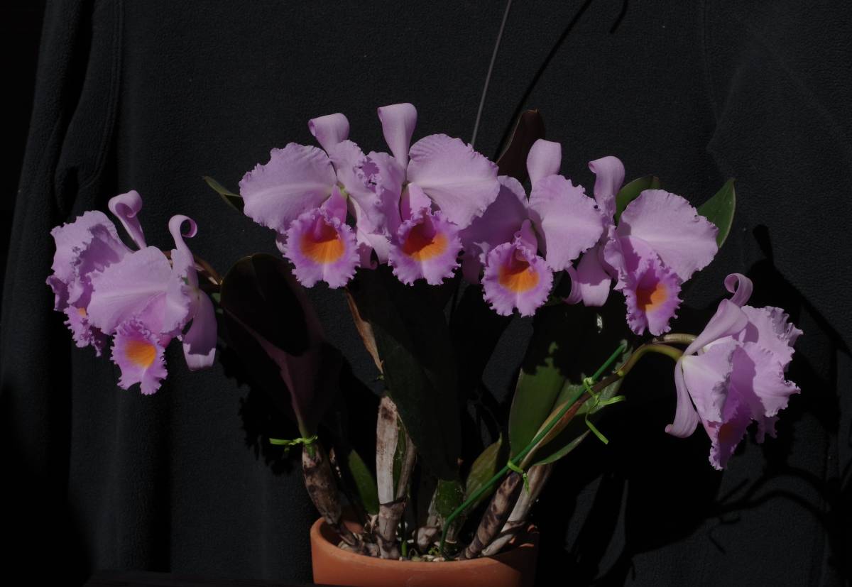 原種 洋蘭 C.schroederae 'Fabiano Extra' OG(ラン)｜売買されたオークション情報、yahooの商品情報を ...