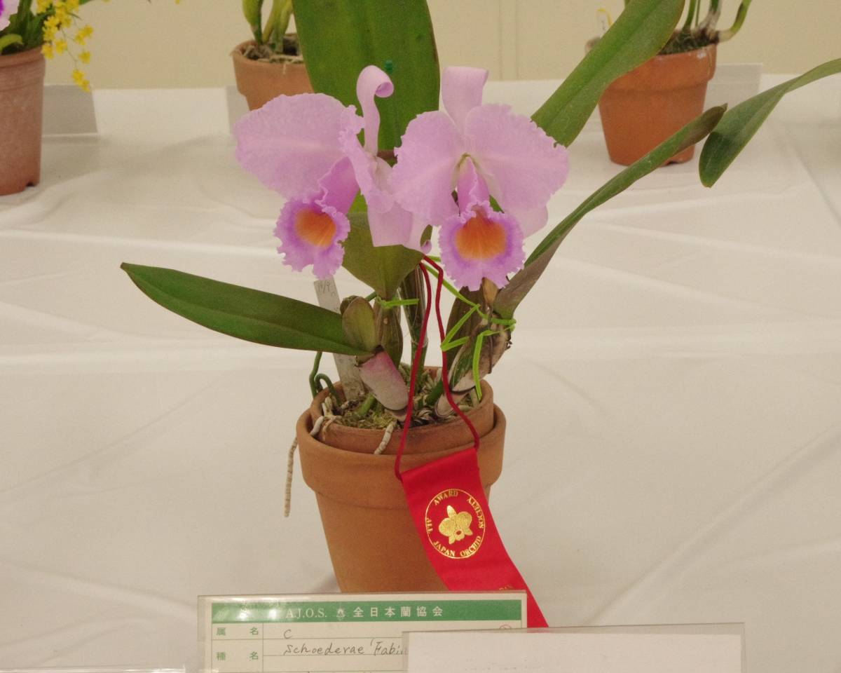 原種 洋蘭 C.schroederae 'Fabiano Extra' OG(ラン)｜売買されたオークション情報、yahooの商品情報を ...