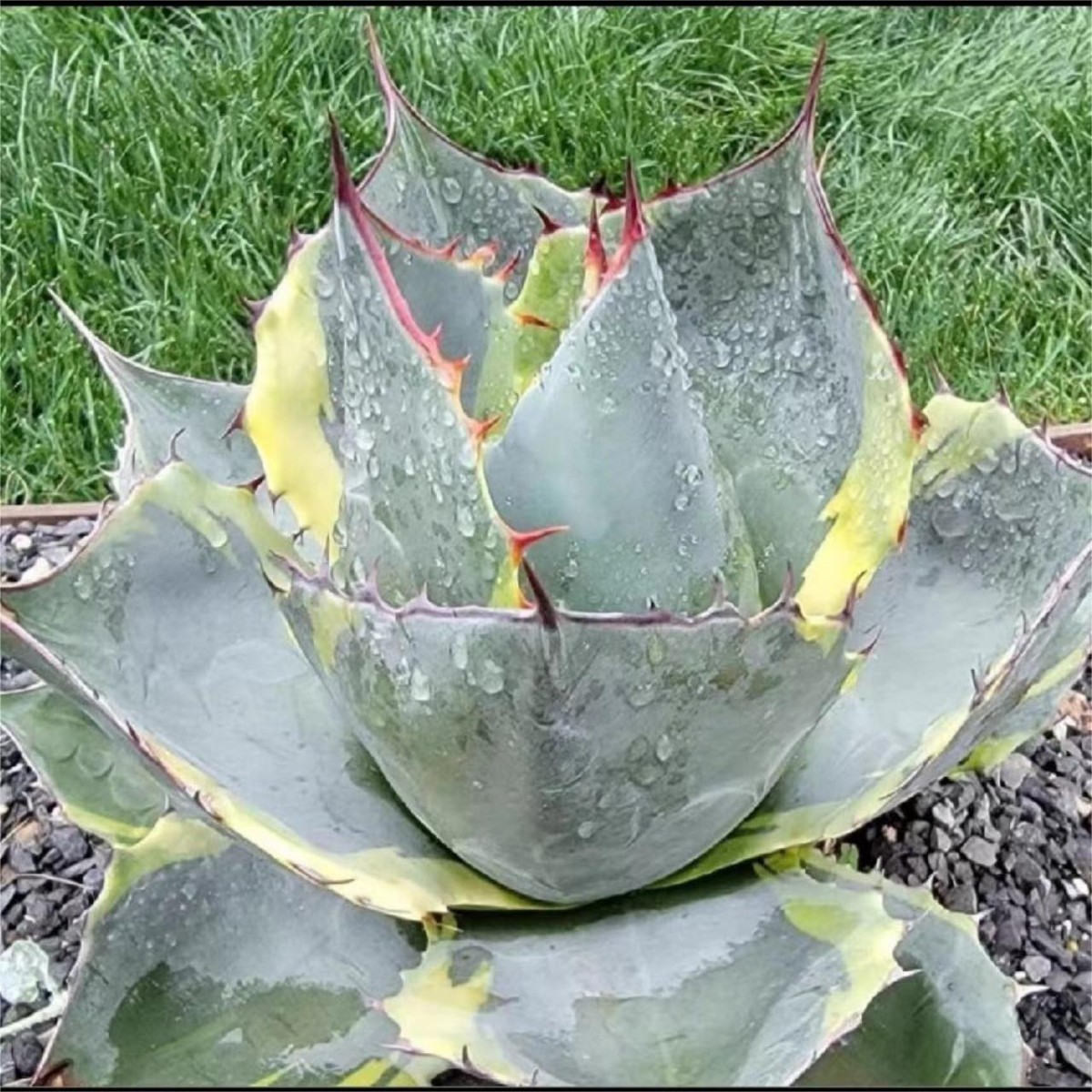 MM34 激レア高級品種 アガベ オバティサナ シースター 鮮明錦 極上錦 黄覆輪斑 極上強棘 狂刺 Sクラスは 株(アガベ)｜売買された ...