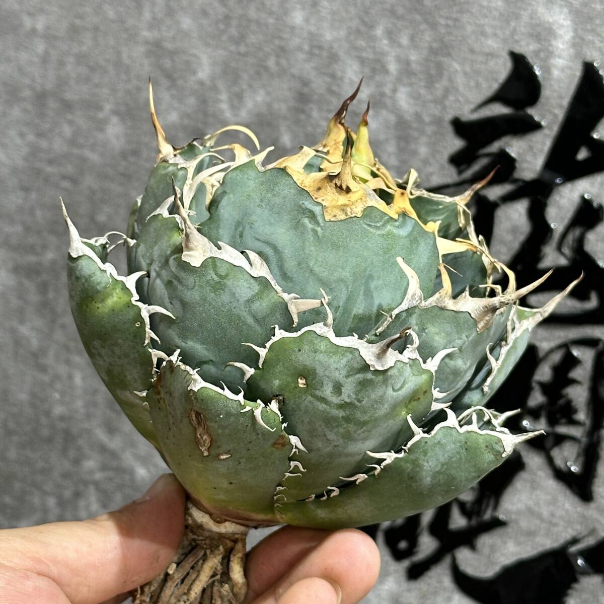 龍園觀 ①No.2108 特選 アガベ 多肉植物 チタノタ 白鯨 強棘 極上株 球形(アガベ)｜売買されたオークション情報、yahooの商品情報をアーカイブ公開 - オークファン（aucfan ...