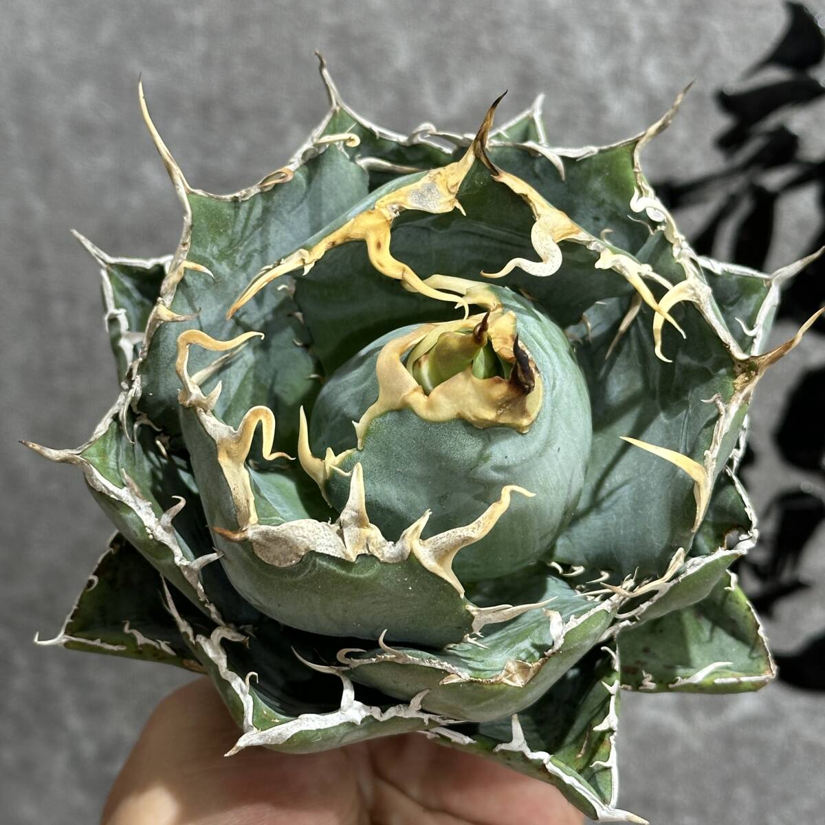 龍園觀 ①No.2108 特選 アガベ 多肉植物 チタノタ 白鯨 強棘 極上株 球形(アガベ)｜売買されたオークション情報、yahooの商品情報をアーカイブ公開 - オークファン（aucfan ...