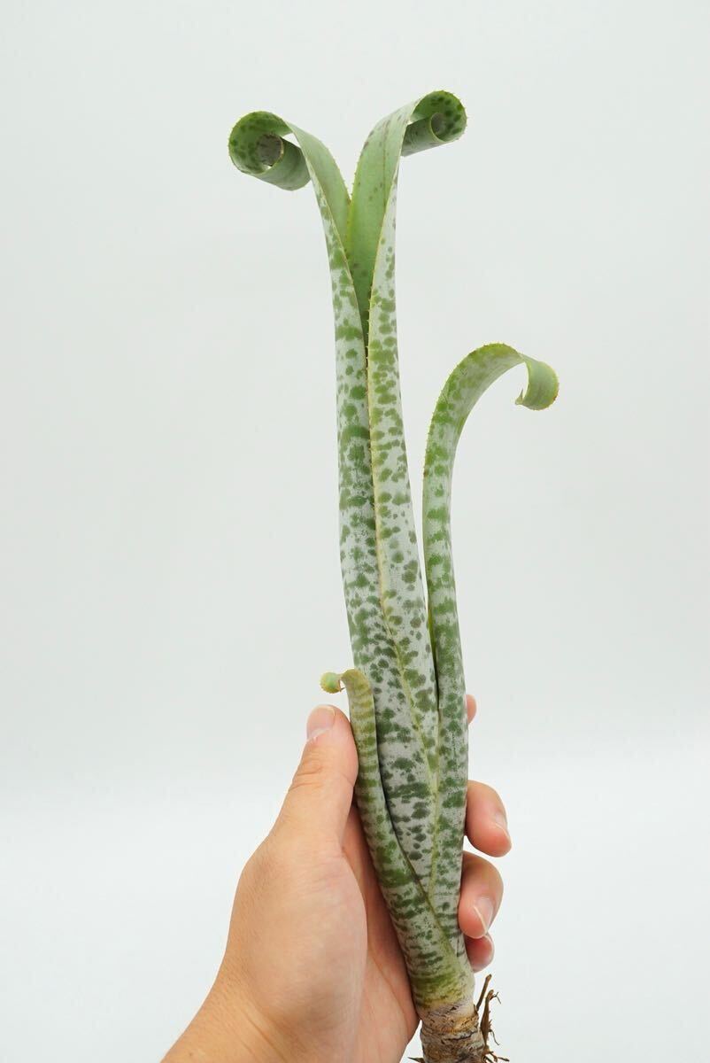 Quesnelia 'Tim Plowman' cv. of marmorata ケスネリア ブロメリア(アナナス)｜売買されたオークション ...