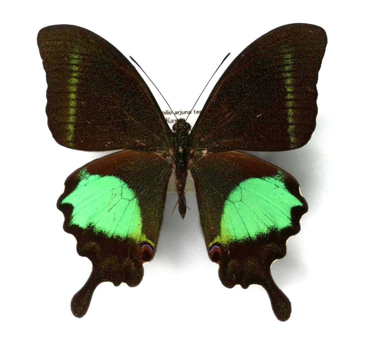 蝶 標本 ルリモンアゲハ tenggerensis ♂ East Java(その他)｜売買されたオークション情報、yahooの商品情報をアーカイブ公開 - オークファン（aucfan.com）