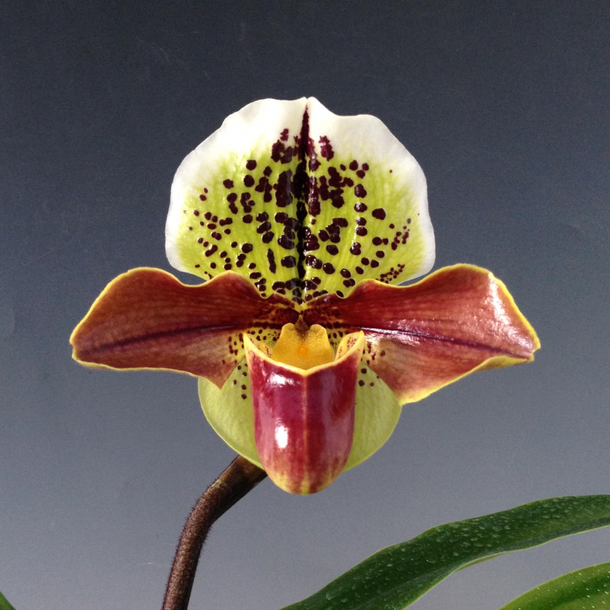 洋蘭 パフィオ TA1468 VS11-28 Paph.Thunder diamonds World Records x Thunder ...