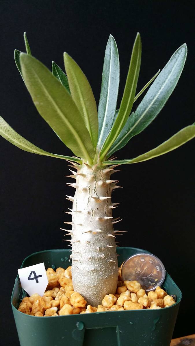 パキポディウム イノピナツム 4 Pachypodium inopinatum コーデックス caudex 塊根(その他)｜売買されたオークション情報、yahooの商品情報をアーカイブ公開 ...