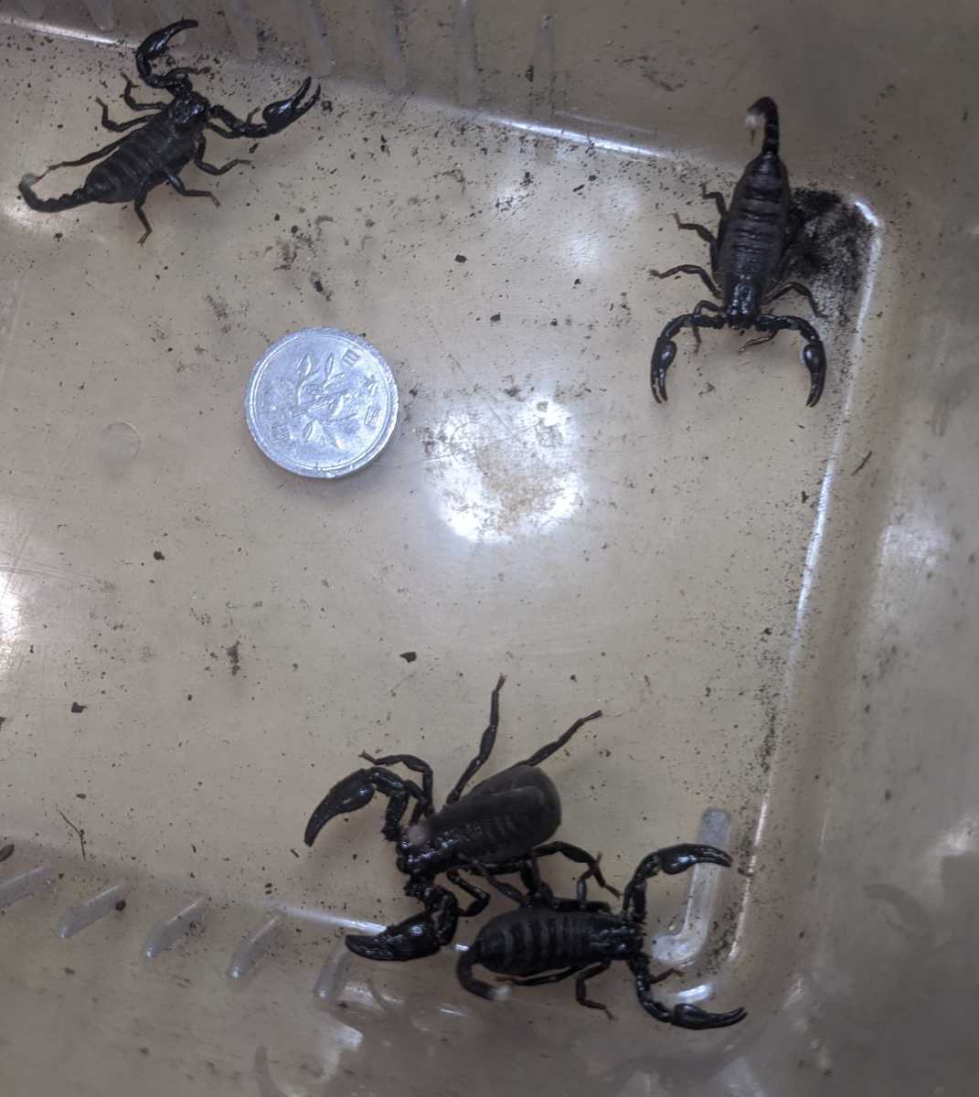 カメルーン産 オオダイオウサソリ Pandinus Dictator 胴体約20mm 一匹の価格 1スタ(その他)｜売買されたオークション情報 ...