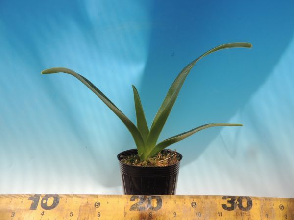 T 洋蘭 Paphiopedilum Toni Semple haynaldianum f.album x lowii f. album ...