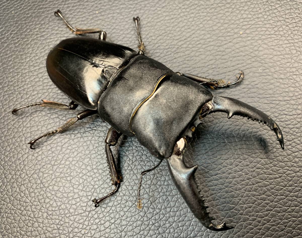 新成虫 別腹ペア パラワンオオヒラタクワガタ♂93.2mm ♀48.2mm(外国産)｜売買されたオークション情報、yahooの商品情報をアーカイブ公開 - オークファン（aucfan.com）