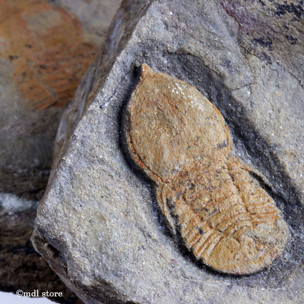 化石 三葉虫 稀少種 Symphysops subarmatus ネガポジ(化石)｜売買されたオークション情報、yahooの商品情報を ...