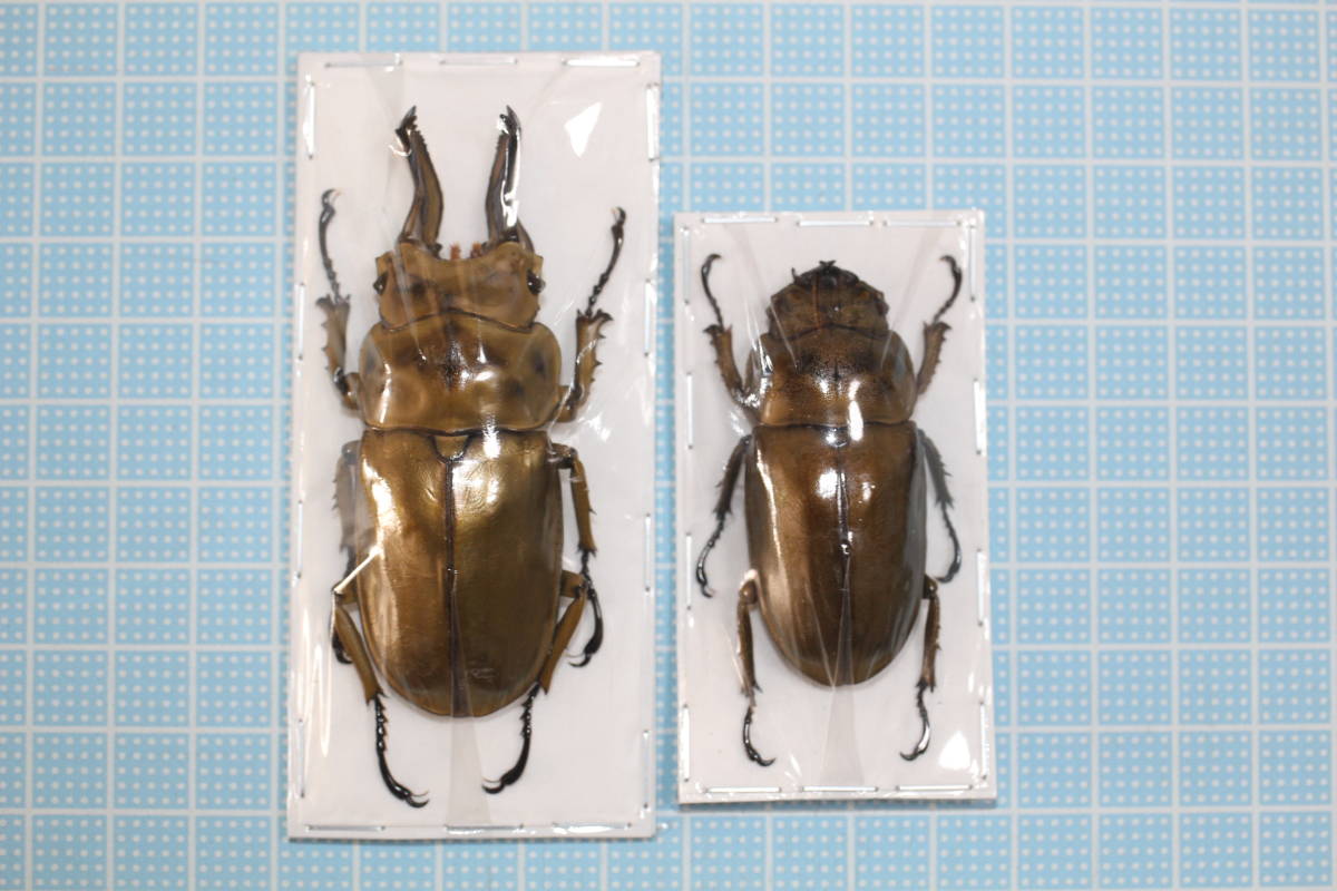 標本8449 ジャワ島産 ローゼンベルグオウゴンオニタクワガタ ペア ♂70mm+(外国産)｜売買されたオークション情報、yahooの商品情報をアーカイブ公開 - オークファン（aucfan.com）
