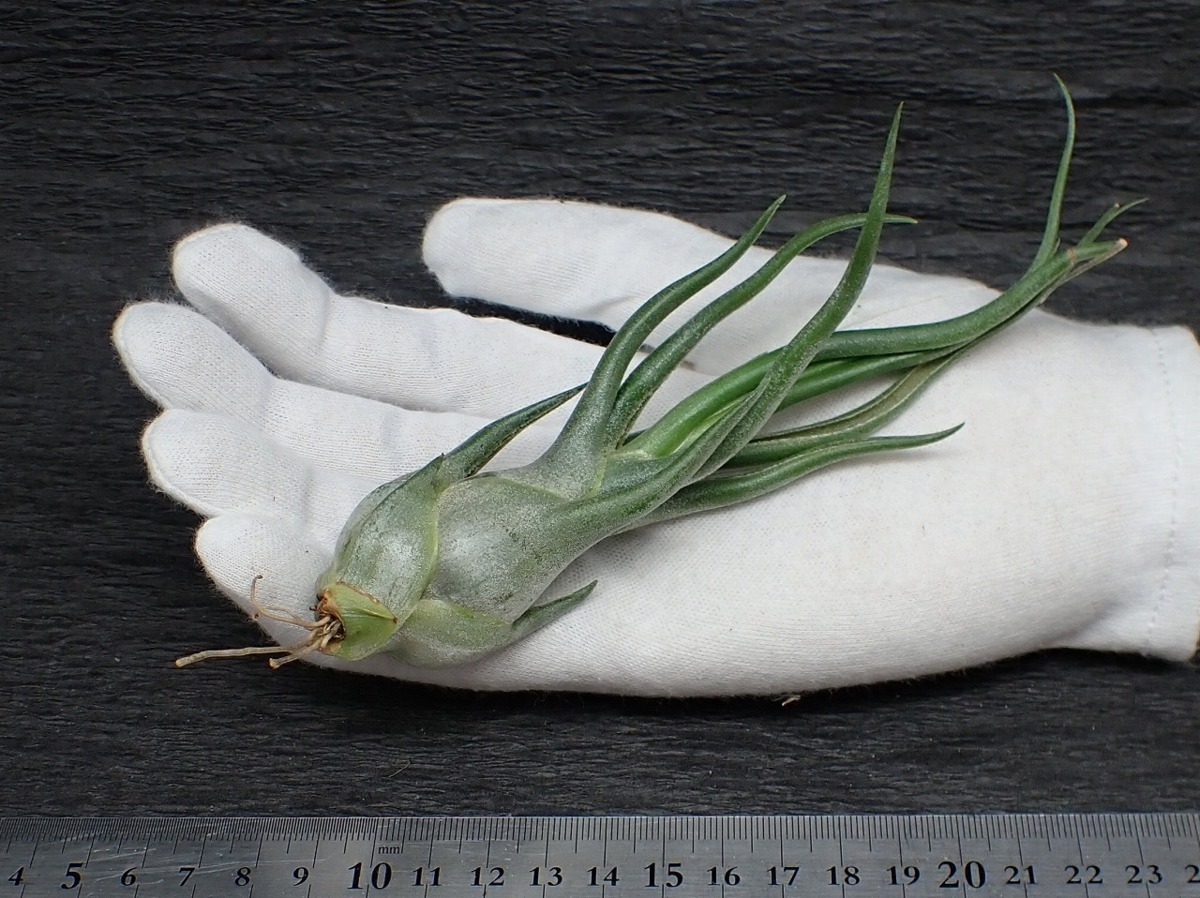 Tillandsia seleriana x T.bulbosa チランジア セレリアナxブルボーサ エアプランツTI 第四種 税別1円 ...