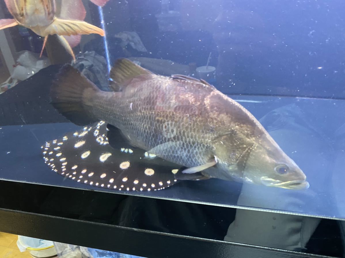 バラマンディ35cm前後(その他)｜売買されたオークション情報、yahooの商品情報をアーカイブ公開 - オークファン（aucfan.com）