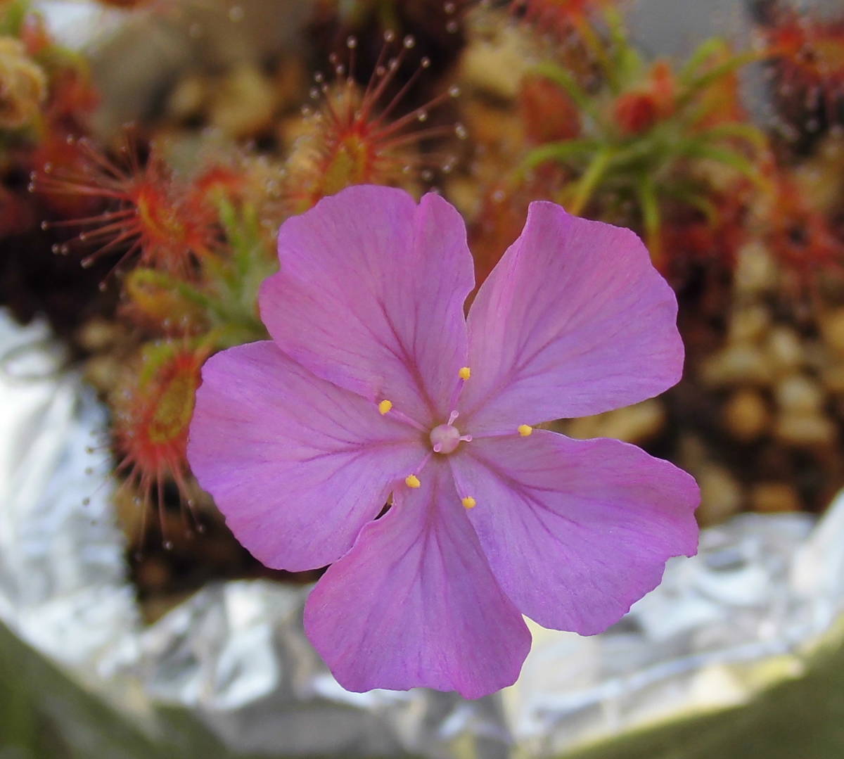 食虫植物 ピグミー ドロセラ ギブソニー Drosera gibsonii のムカゴ6粒 なら8粒(観葉植物)｜売買されたオークション情報 ...